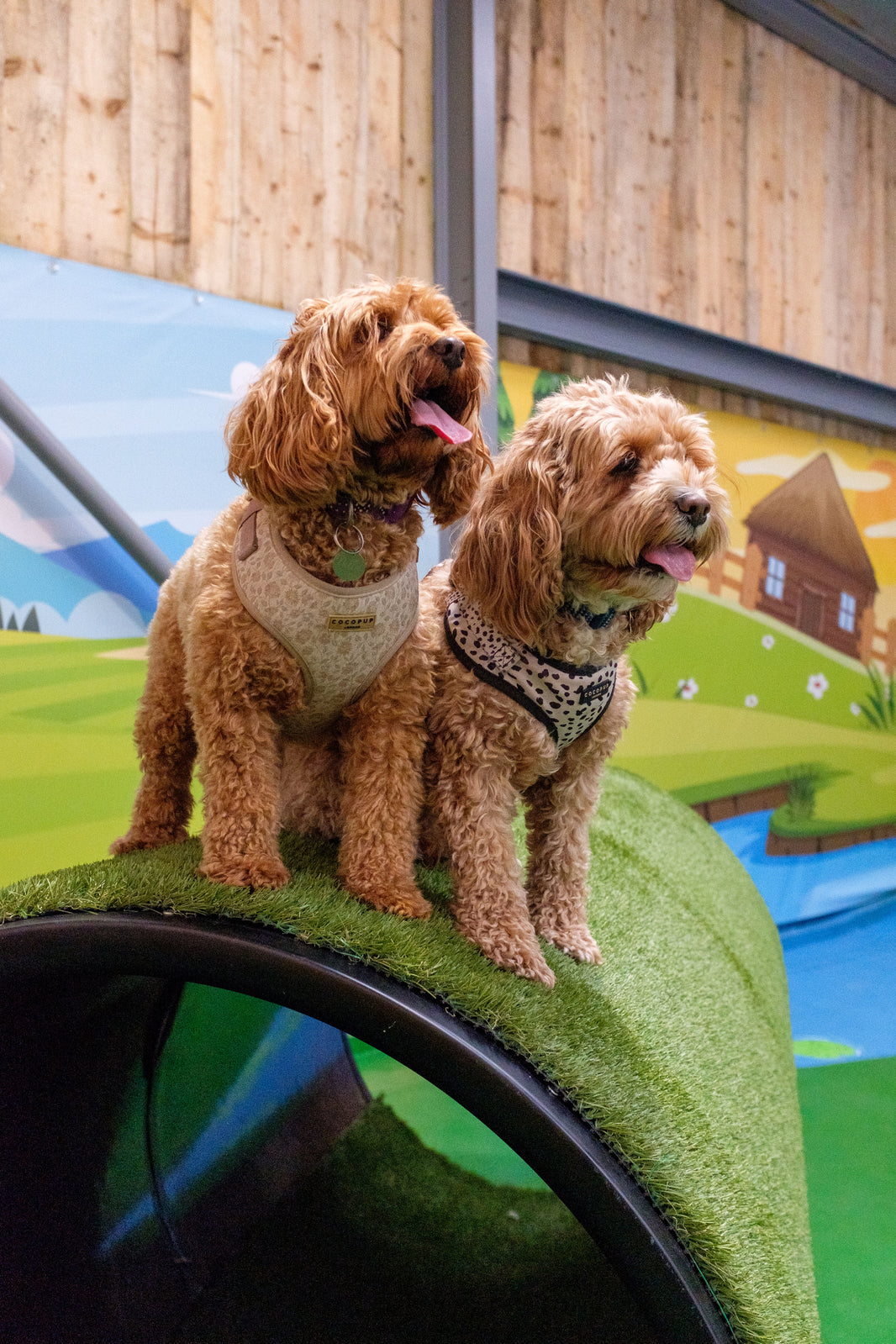 Book Woof N' Tumble + Breed Meets – Chadkirk's Farm & Country Store